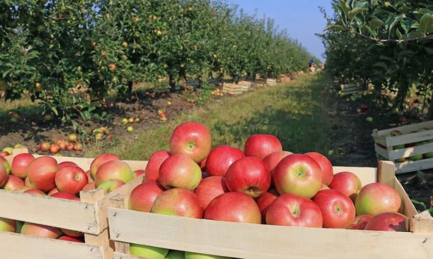 Where to go Apple Picking in the San Francisco Bay Area - CrawlSF