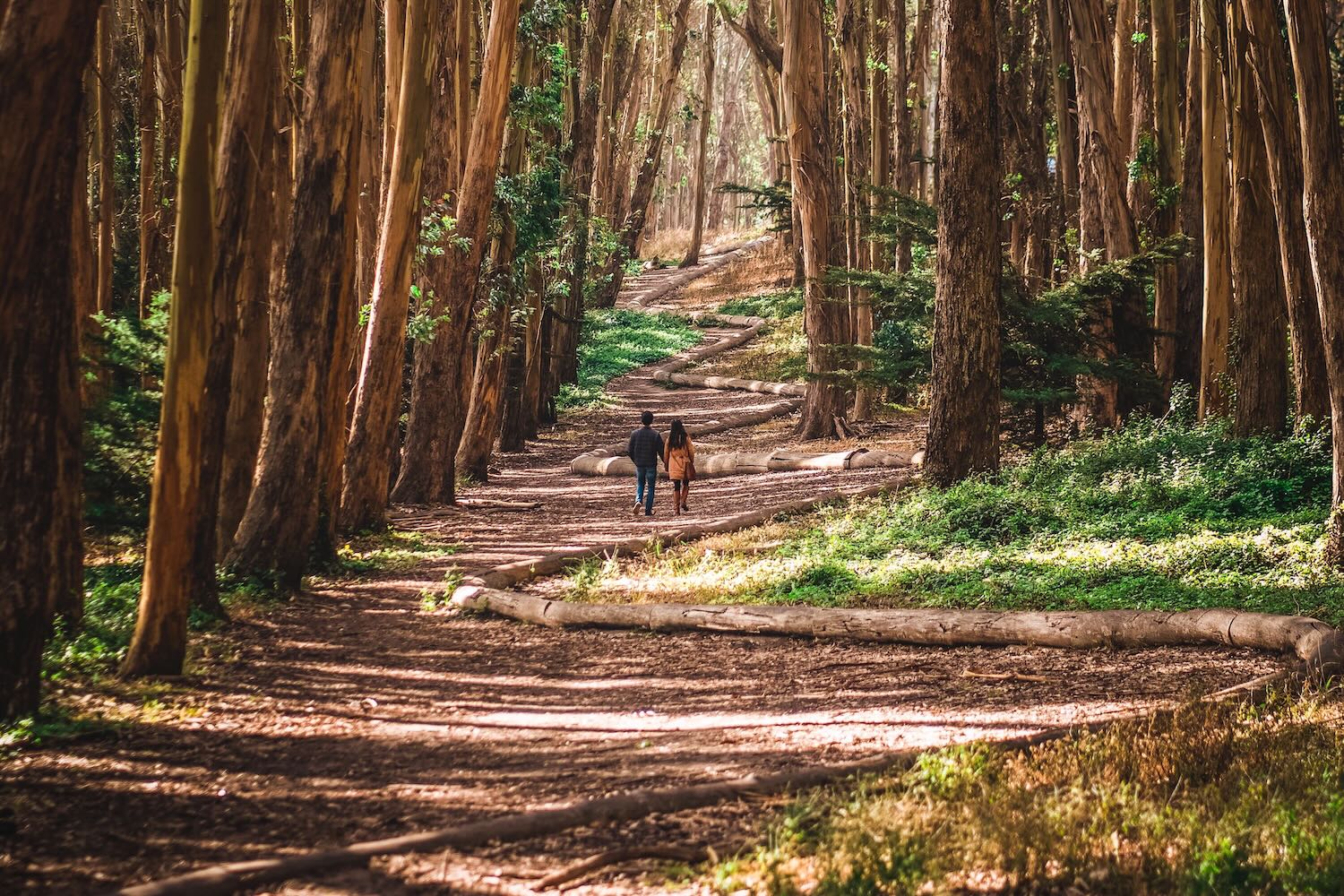 Things to do in San Francisco: Andy Goldsworthy's Wood Line - CrawlSF