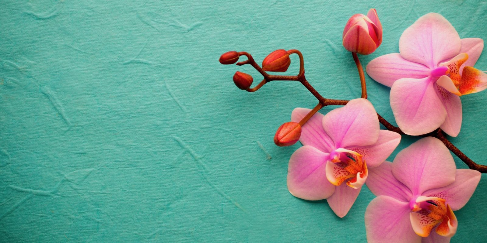 Pacific Orchid Expo - CrawlSF